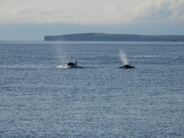 Visiting - Shapinsay - Shapinsay