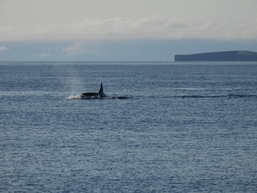 Visiting - Shapinsay - Shapinsay
