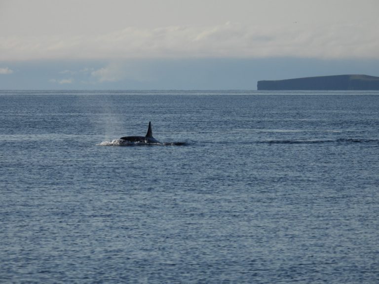 Visiting - Shapinsay - Shapinsay